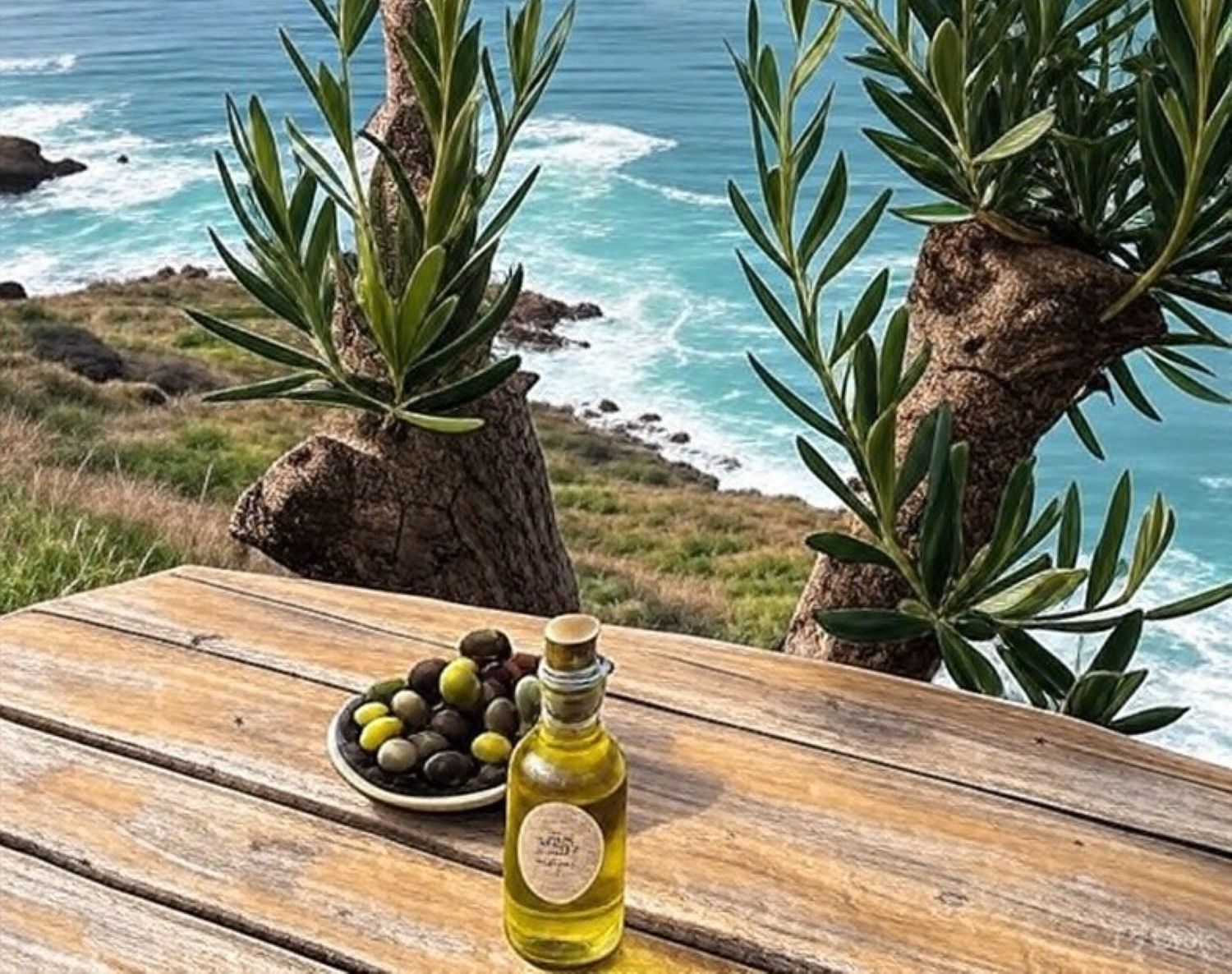 Britain’s First Olive Oil - Cornwall’s Hidden Treasure | Cornwall DMC